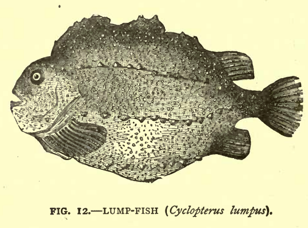 Alyssa Everett (@regencywriter@mas.to) - mas.to