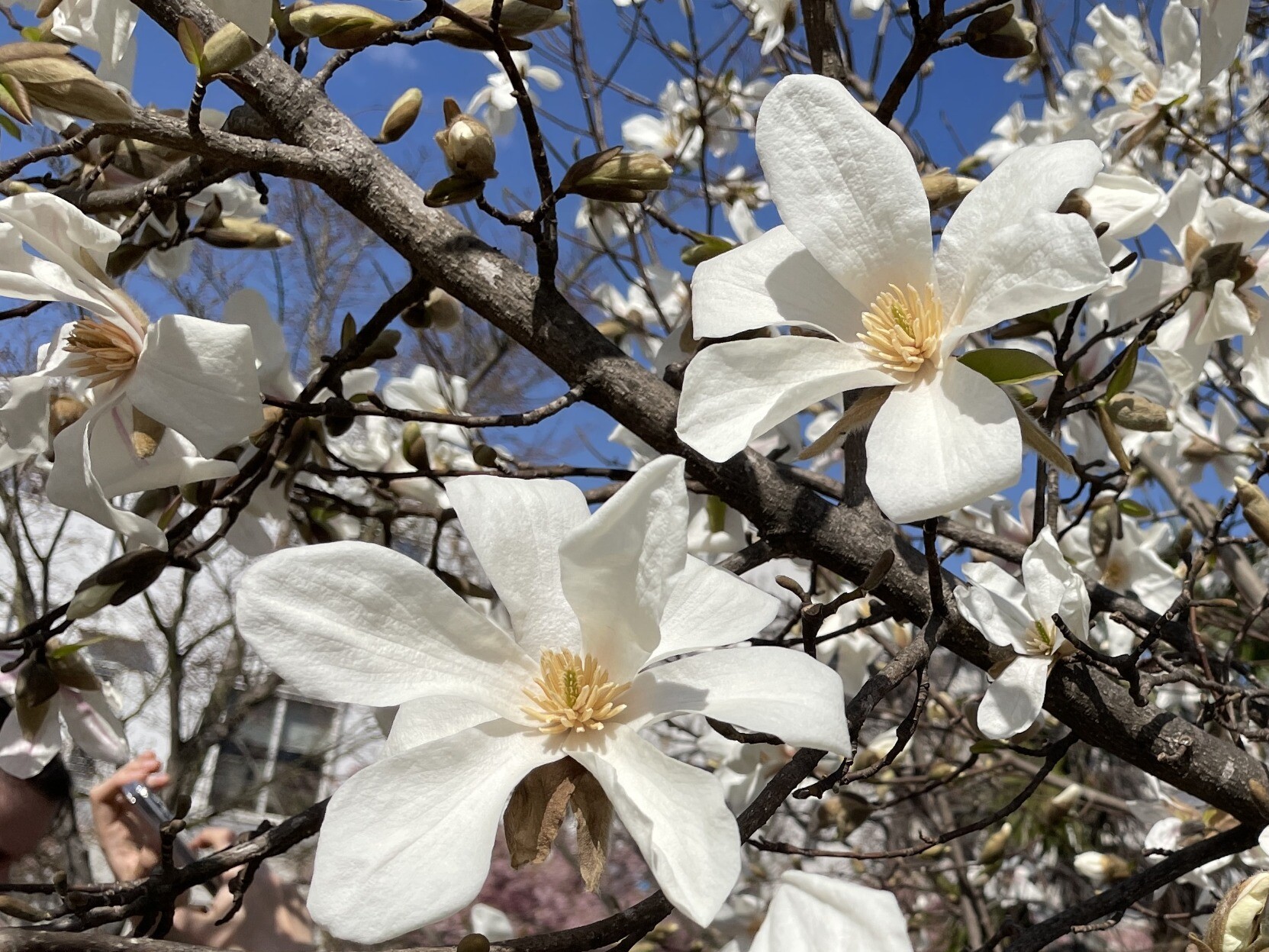 Japanned Steve McCarty (@SteveMcCarty@hcommons.social) - hcommons.social