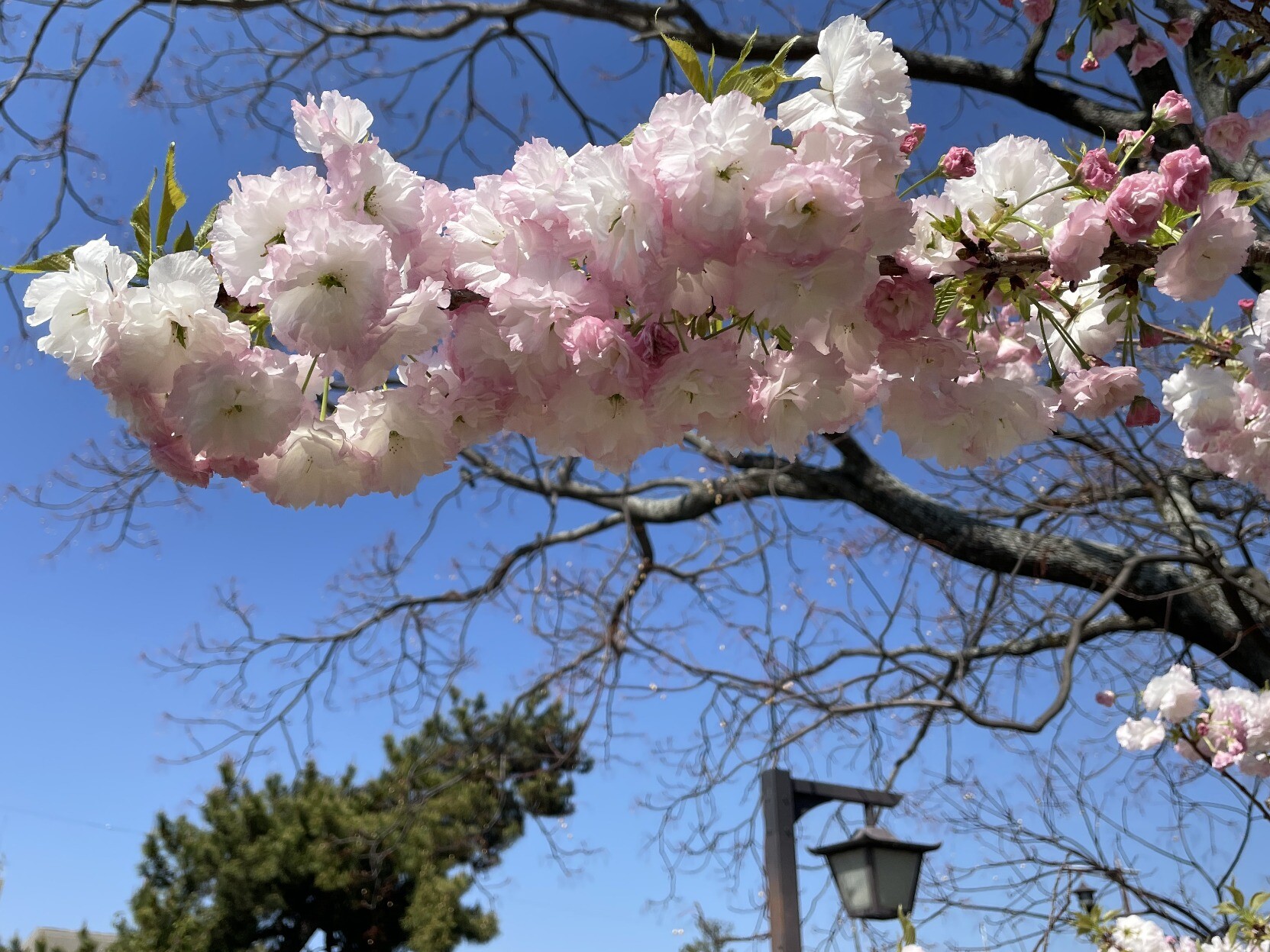 Japanned Steve McCarty (@SteveMcCarty@hcommons.social) - hcommons.social