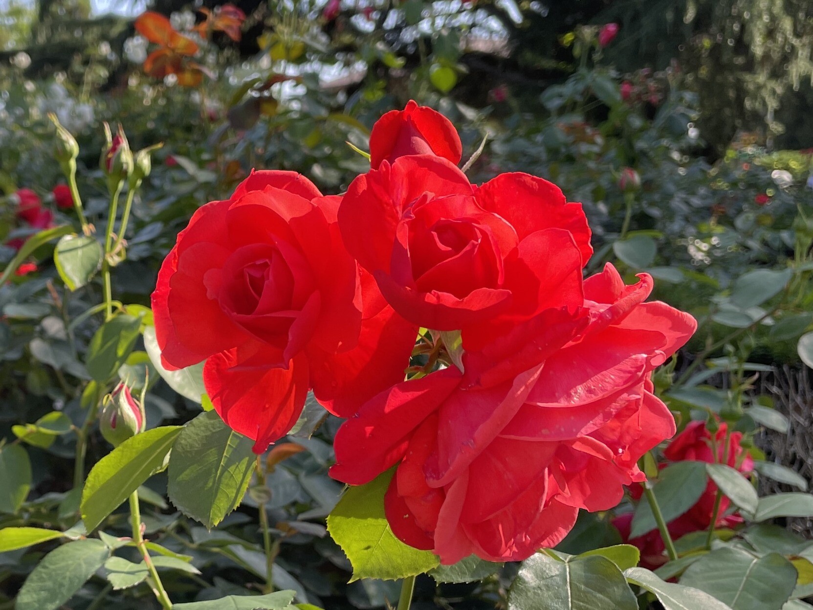 Japanned Steve McCarty (@SteveMcCarty@hcommons.social) - hcommons.social